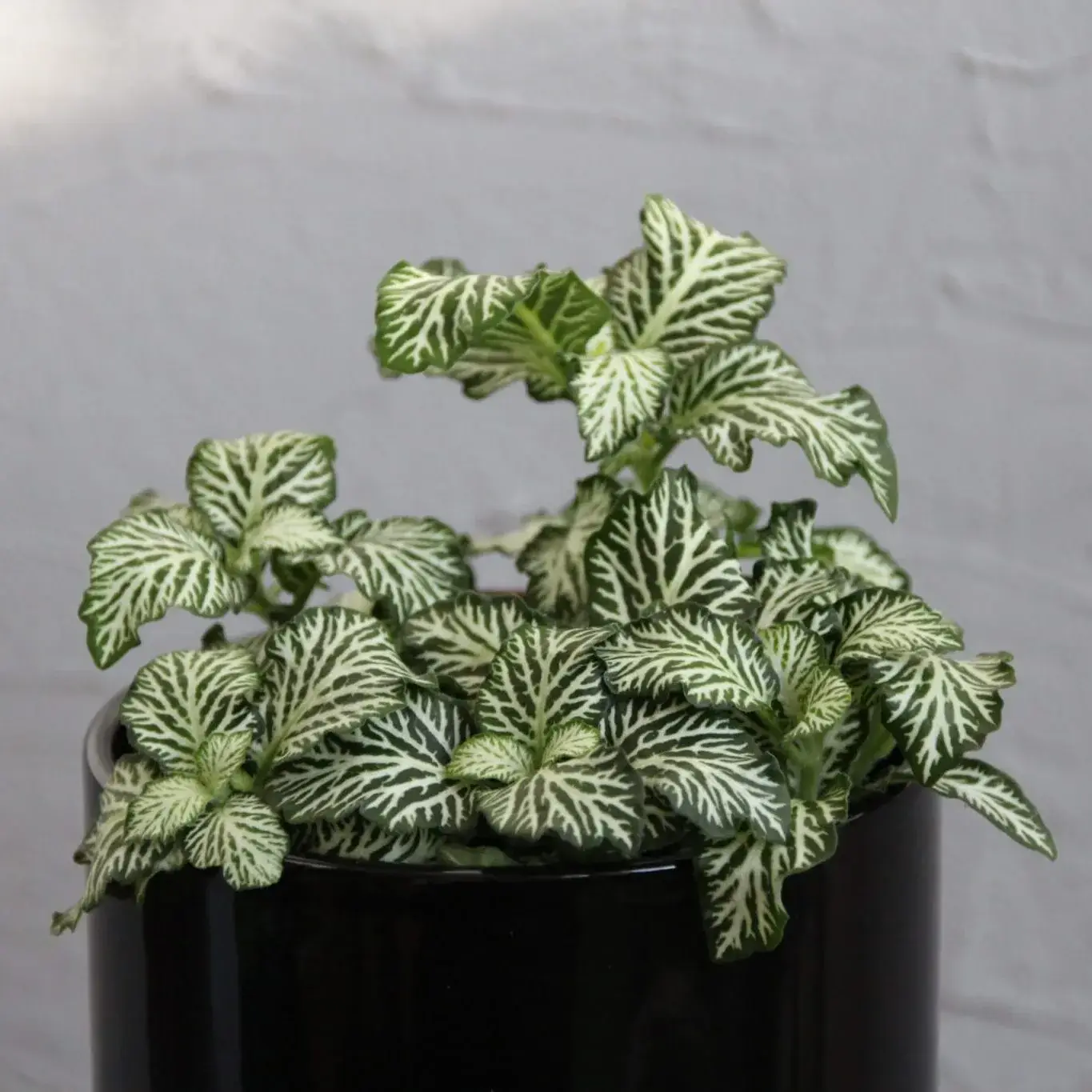Fittonia White Tiger baby - Rostlinkovo.cz